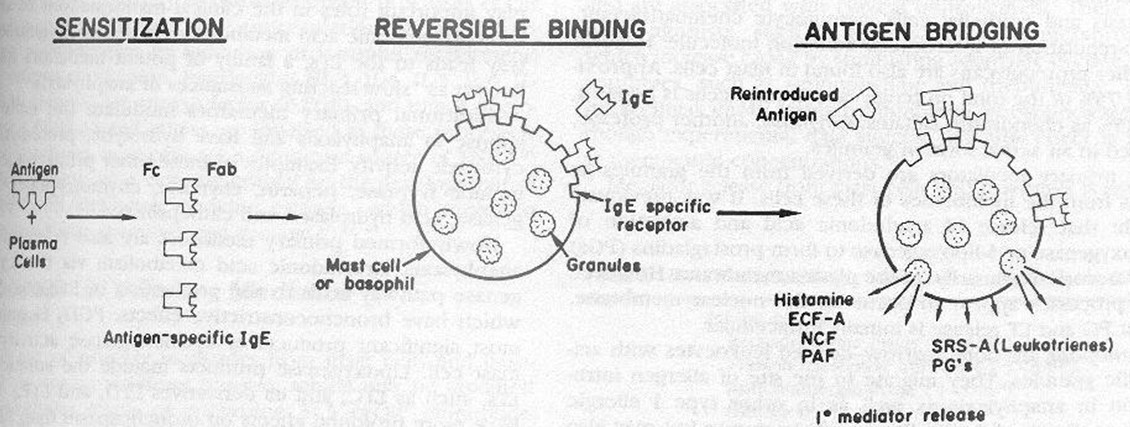 Patofisiologi dan Penatalaksanaan Syok Anafilaktik.docx - [DOCX Document]