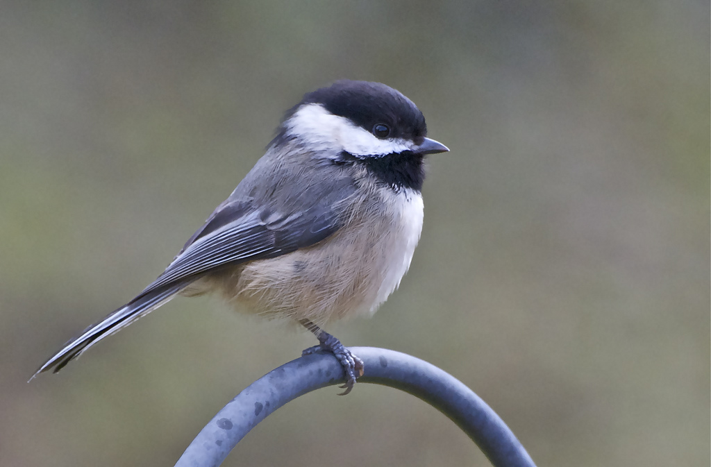 Picture a Day blog: My favorite weather is bird-chirping weather ...