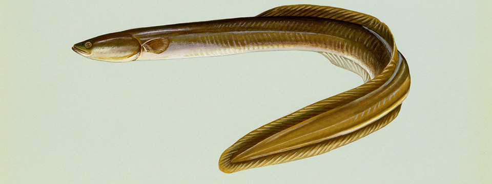 Endangered New Jersey: American Eel Does Not Make the Endangered ...