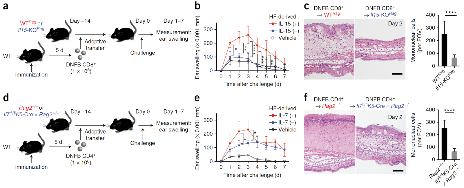 Hair follicles attract normal and lymphoma T cells via common gamma ...