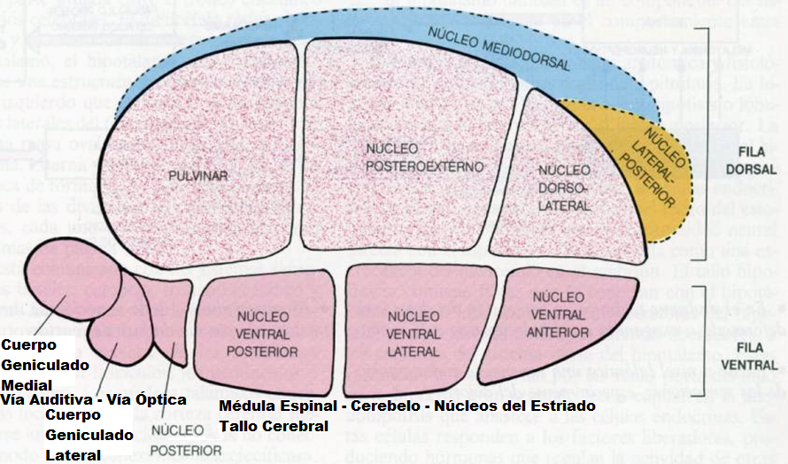 NeuroAnatomía Dr. William Ganem: enero 2012