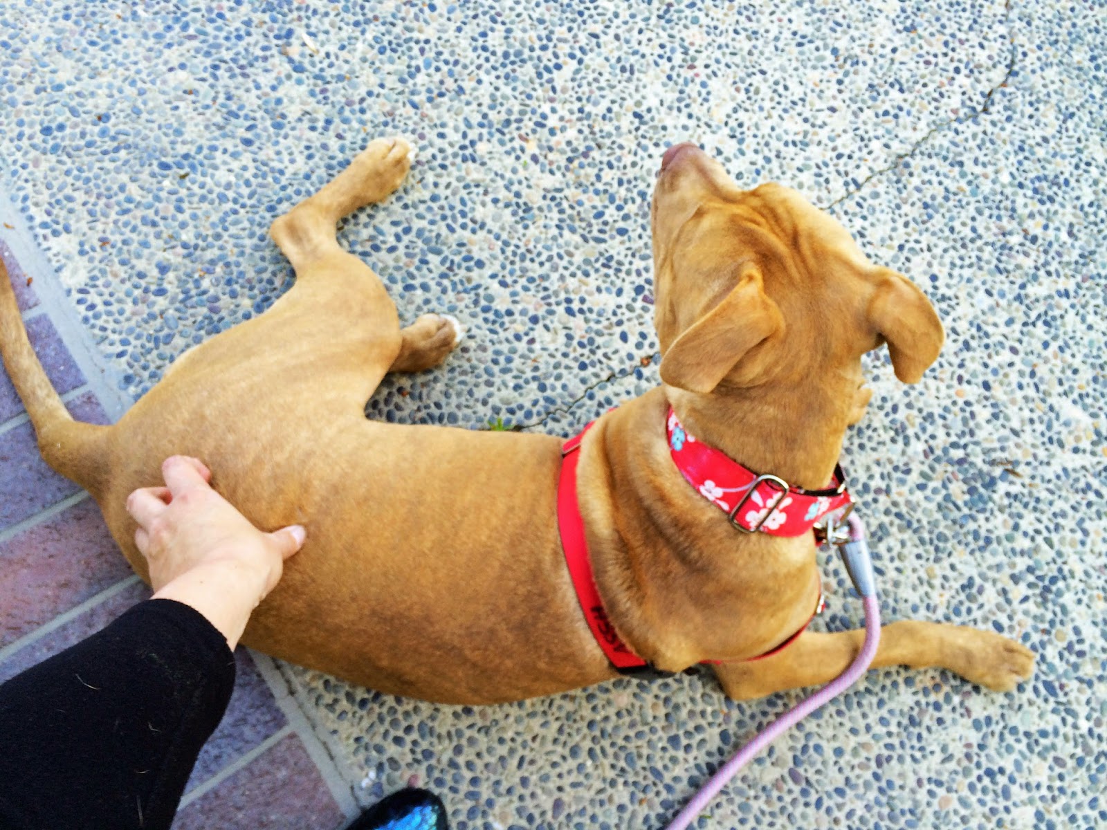 Dogs In the Bubble: Nala - Animals Make Us Human