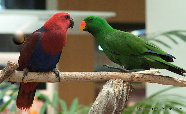 Tofu Photography: Loving parrots