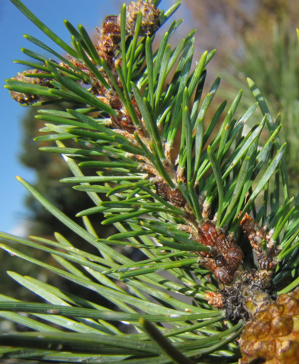 Bug Eric: Striped Pine Scale