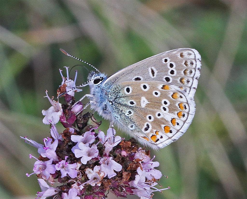 Michael Foley: Natural History ©: Adonis Blues (Lysandra bellargus ...