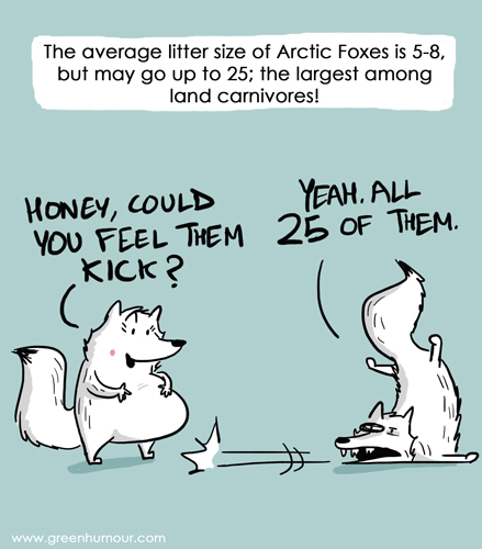 Green Humour: The Fantastic Arctic Fox