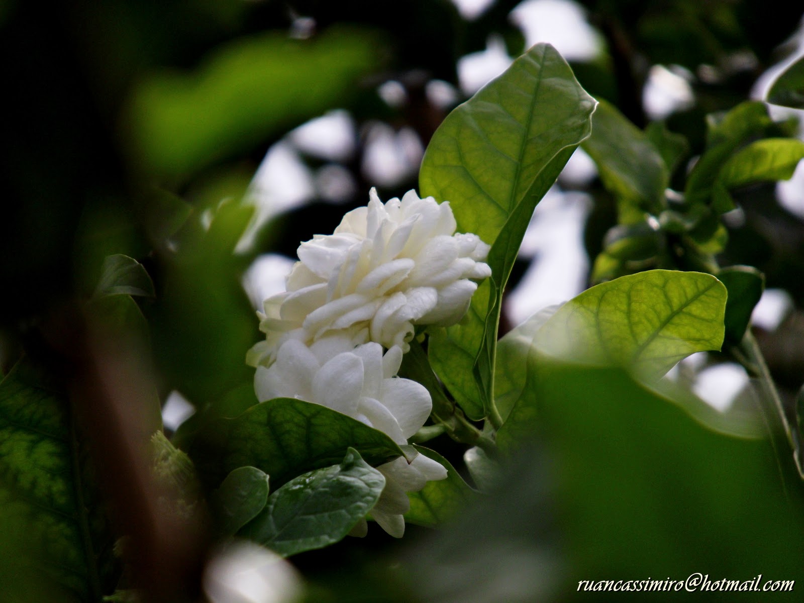 O que vejo através da lente: Bugari