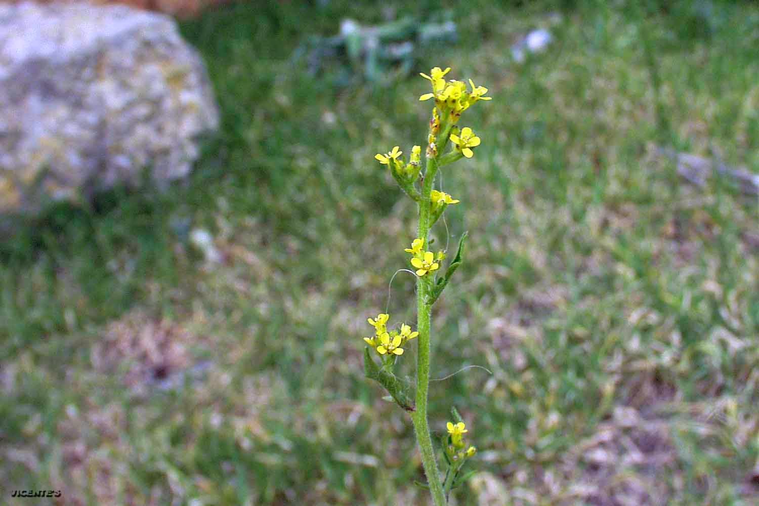Las flores silvestres de Hormaza: Sisymbrium officinale