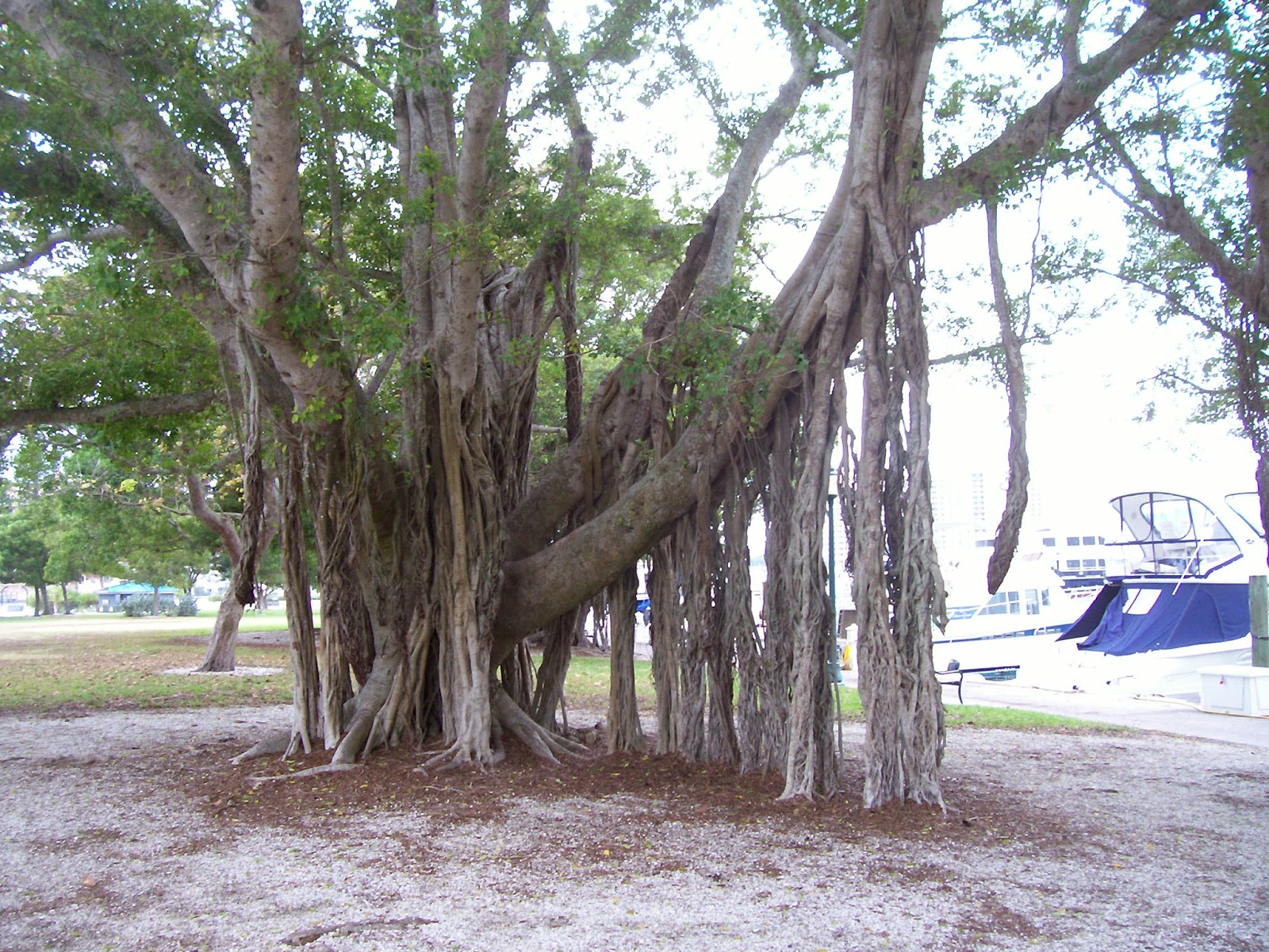 MV "Help Me Rhonda": Anna Maria Island to Sarasota