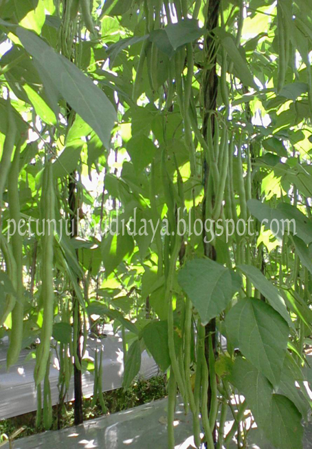 Foto Budidaya | Cara Budidayaku