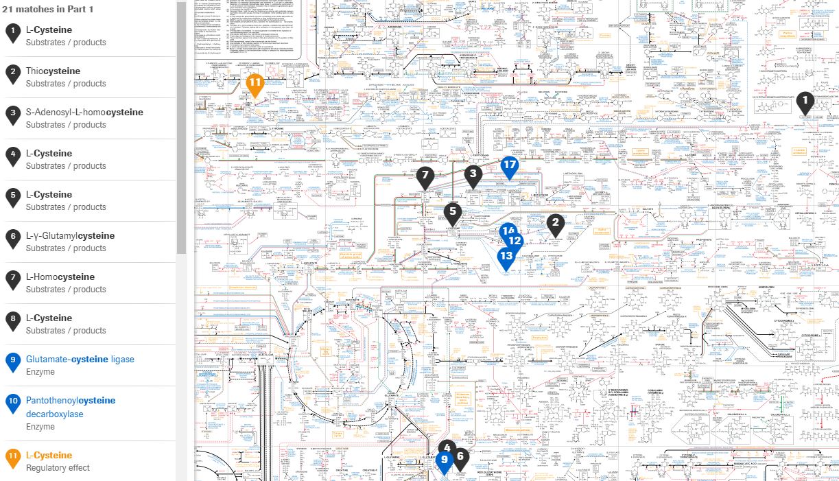 Schematic Diagram Of The Main Metabolic Pathways And Signaling Pathways