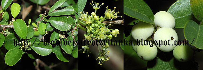 Biodiversity of Sri Lanka: හීන් කටුපිල [Hin katupila] (Flueggea leucopyrus)