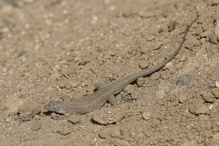 Birds of Saudi Arabia: Bosk's Fringe-toed Lizard near Maysaan - Taif