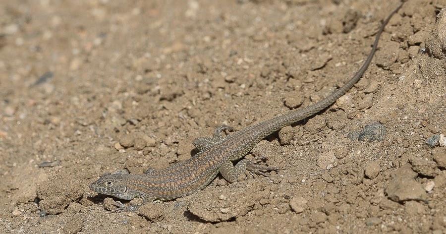 Birds of Saudi Arabia: Bosk's Fringe-toed Lizard near Maysaan - Taif