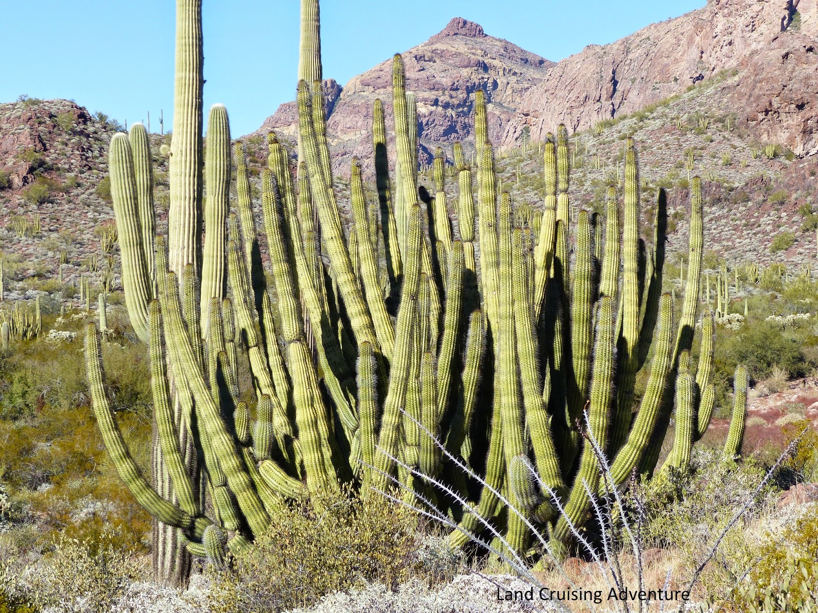 Land Cruising Adventure: Organ Pipe Cactus National Monument
