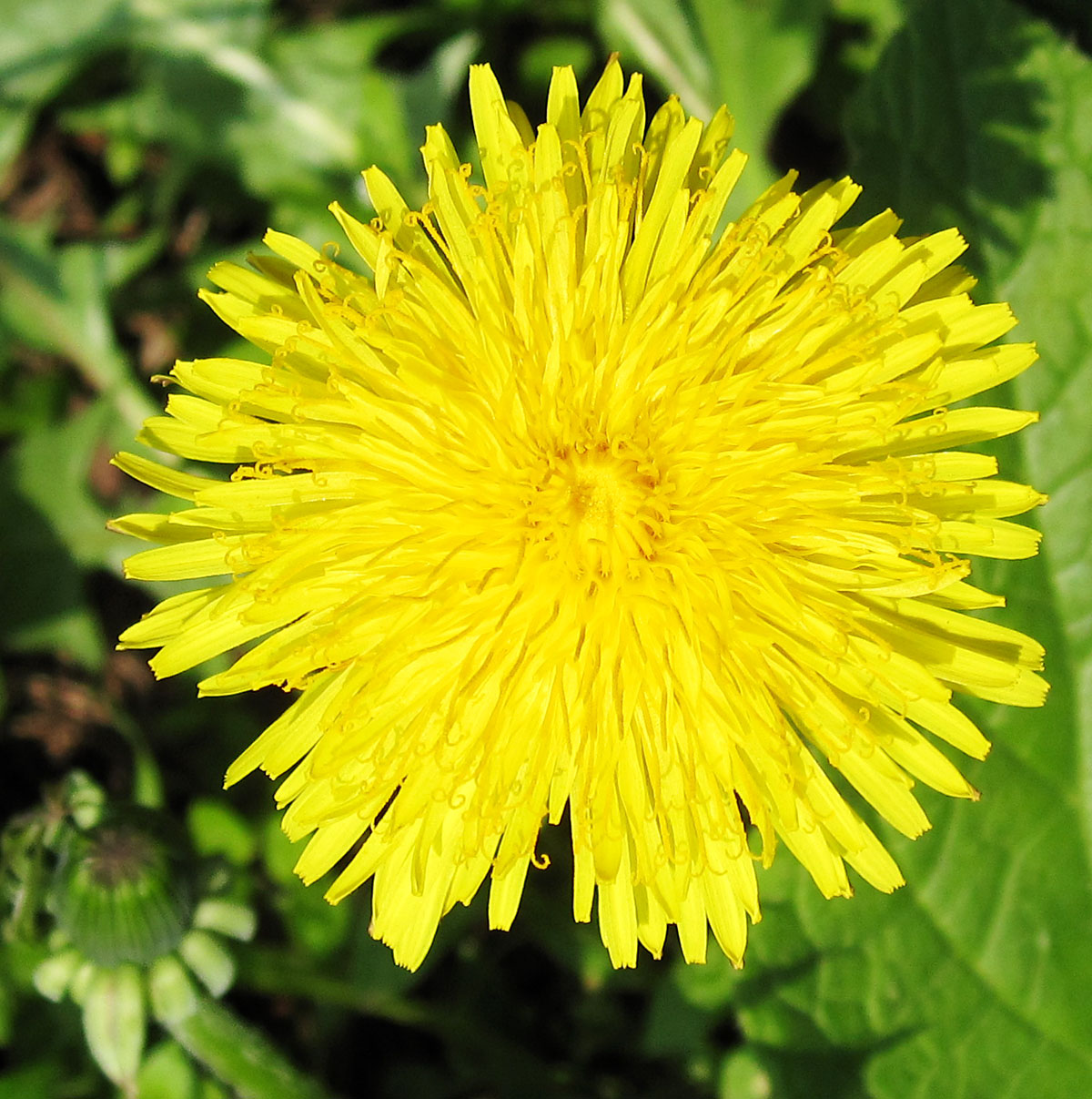 Dandelions | Naturally