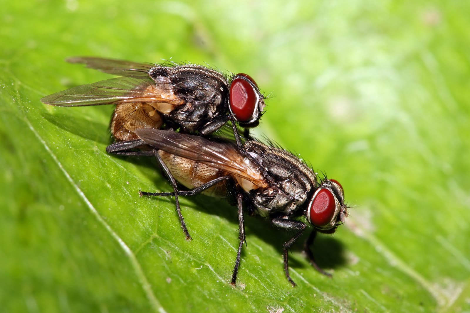 El ojo del buitre: Insectos - Mosca doméstica (Musca domestica)
