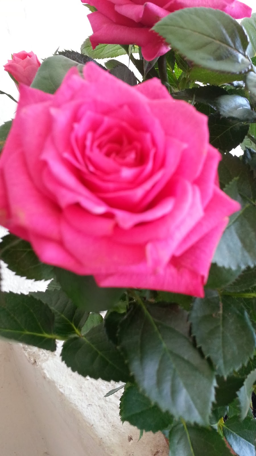 GAMBAR POKOK BUNGA ROS CANTIK - INILAH REALITI BUKAN FANTASI