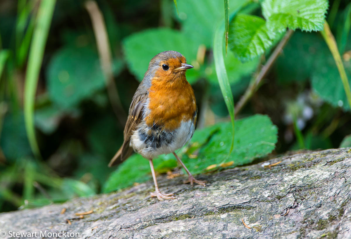 Paying Ready Attention - Photo Gallery: Wild Bird Wednesday 124 - Robin