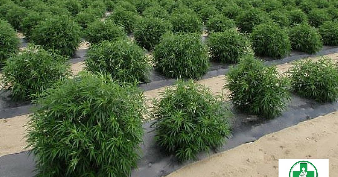 MMJ Doctor Blog: Marijuana Has Become A Medically Legal Drug