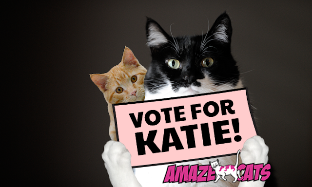 GLOGIRLY: VOTE KATIE for AmazeCats Next Top Cat!