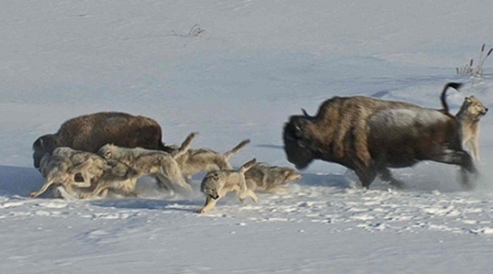 White Wolf : 25 Wolves Chase Down Bison: One Of The Largest Wolf Packs ...