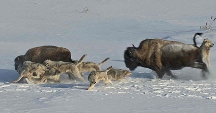 White Wolf : 25 Wolves Chase Down Bison: One Of The Largest Wolf Packs ...