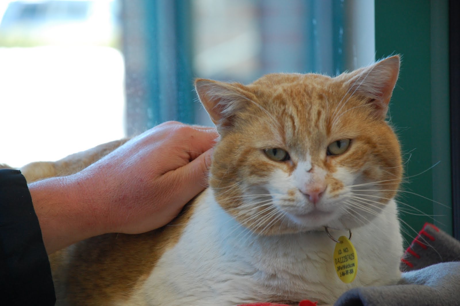 The Society Page: Dakin Cat Colony Rooms Open!