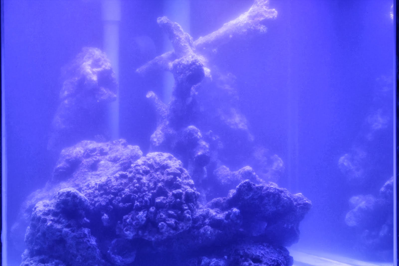 L'aquarium d'eau de mer sous les tropiques: Installation des pierres ...