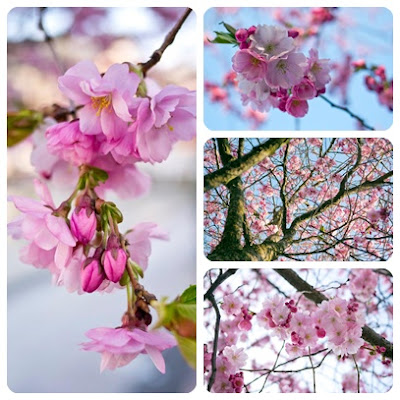 Niehoff "Lifestyle" Blogg: Vackra vårbilder!