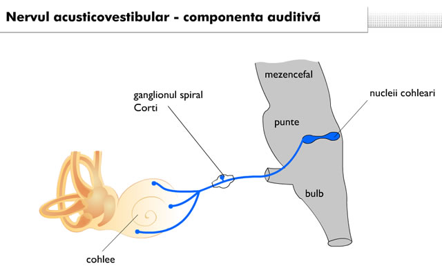 AMG la 40 de ani: Nervii Cranieni