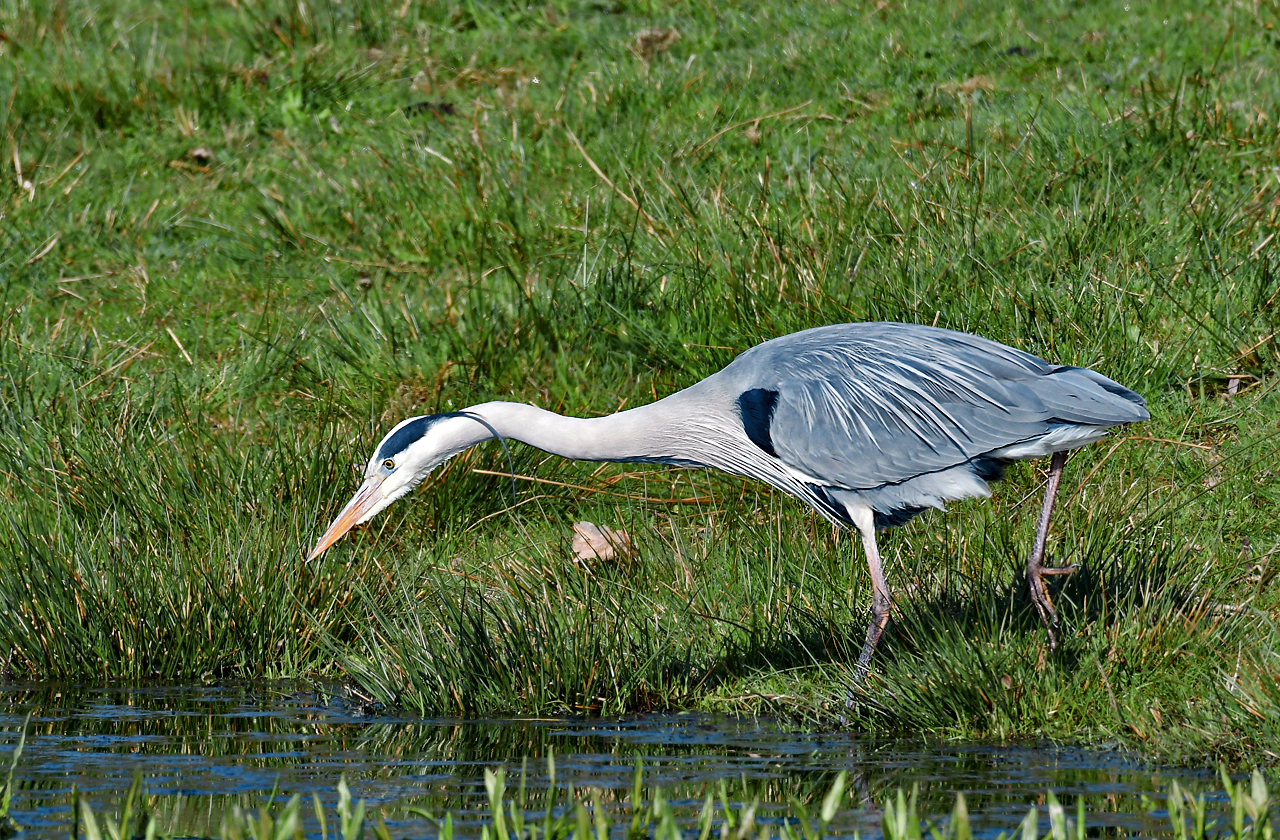Jozef van der Heijden - Natuurfotografie: Blauwe reiger vanmorgen op ...