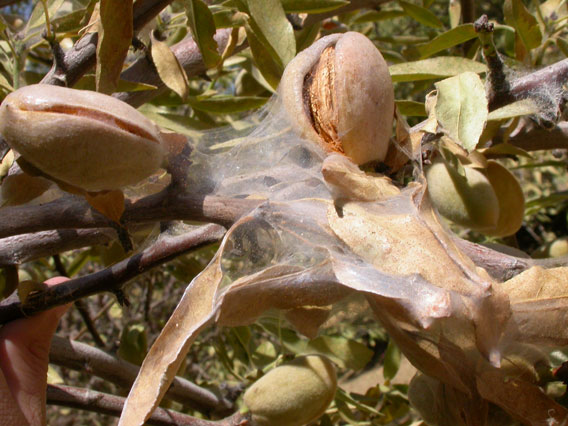 Sustainable Ag: A View from the Field: It’s Time to Stomp Out Almond ...