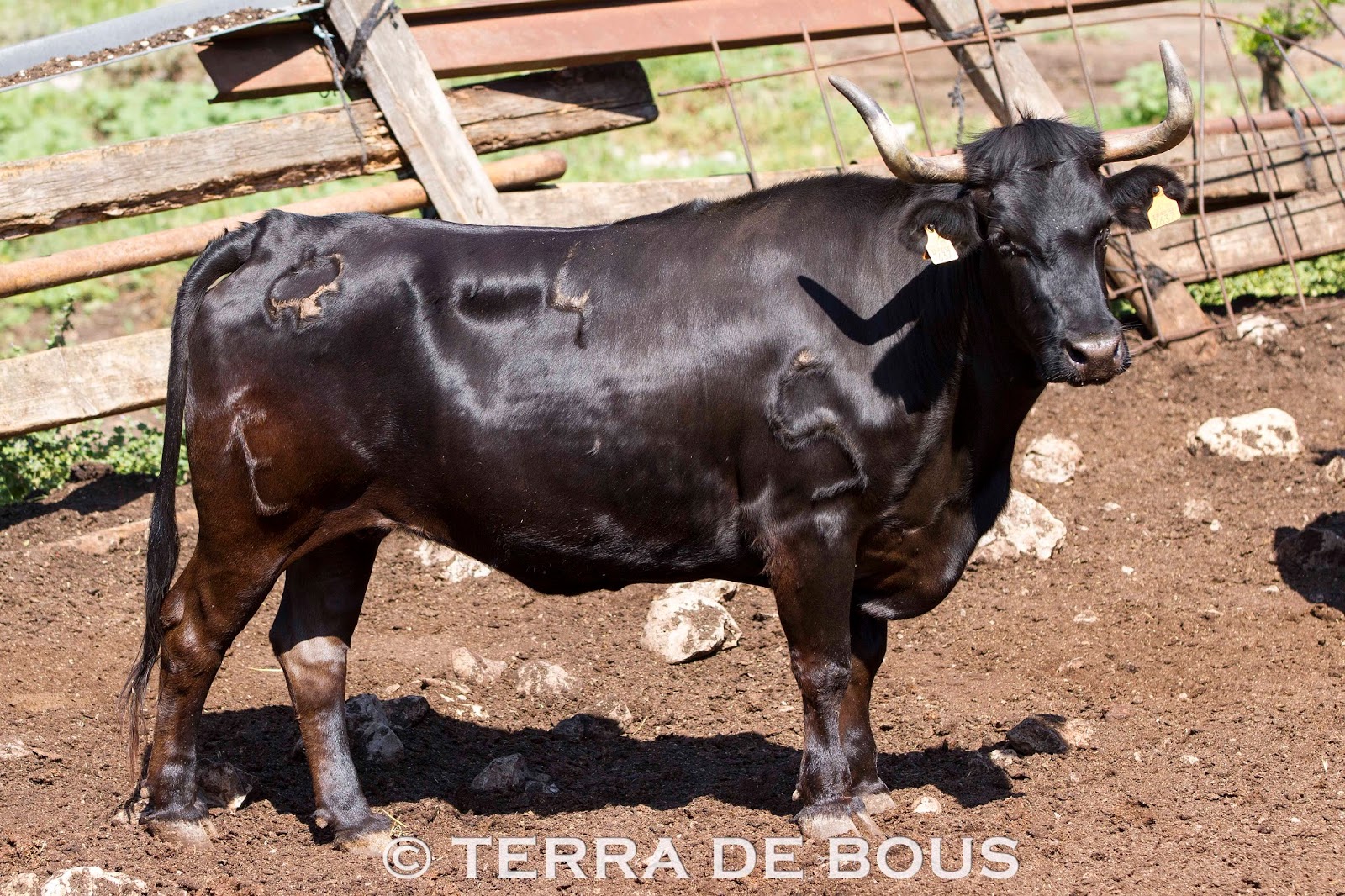 LA PALOMA, UNA GANADERÍA CON PERSONALIDAD PROPIA