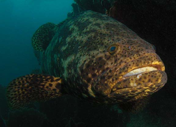 Kerapu | Budidaya Ikan | Ikan Hias | Resep Ikan | Gambar dan Video