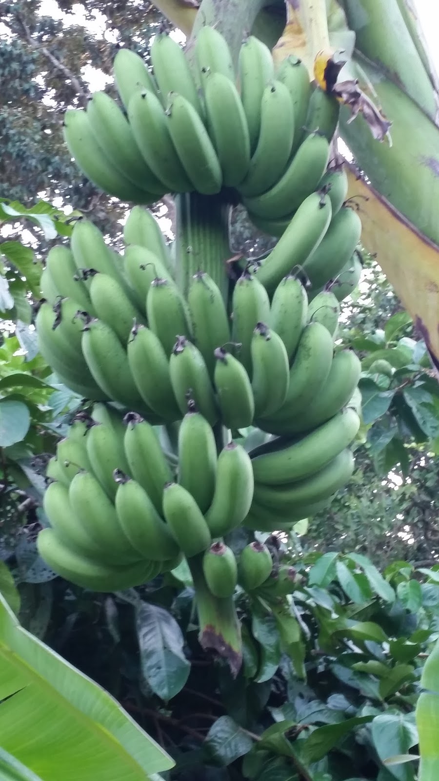 Warisan Petani: Buah Pisang 2