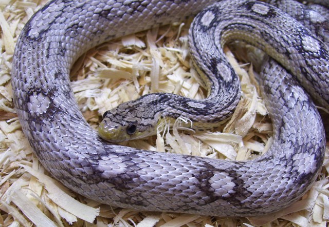 1000+ images about Snakes on Pinterest | Trees, Time art and Amazons