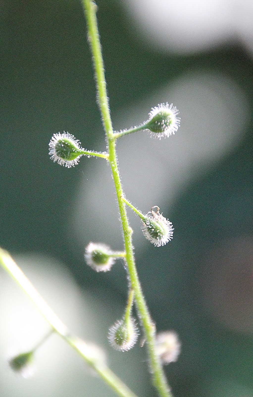 It Just Comes Naturally: Insects and Stick-tights