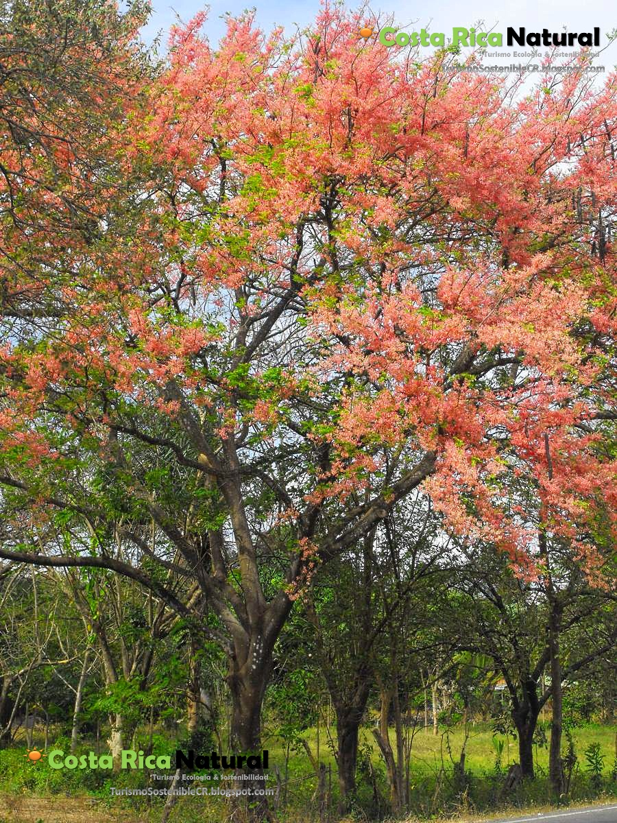 Turismo Sostenible Costa Rica: Turismo Sostenible Costa Rica - árbol ...