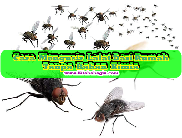 2 Cara Mudah Mengusir Lalat