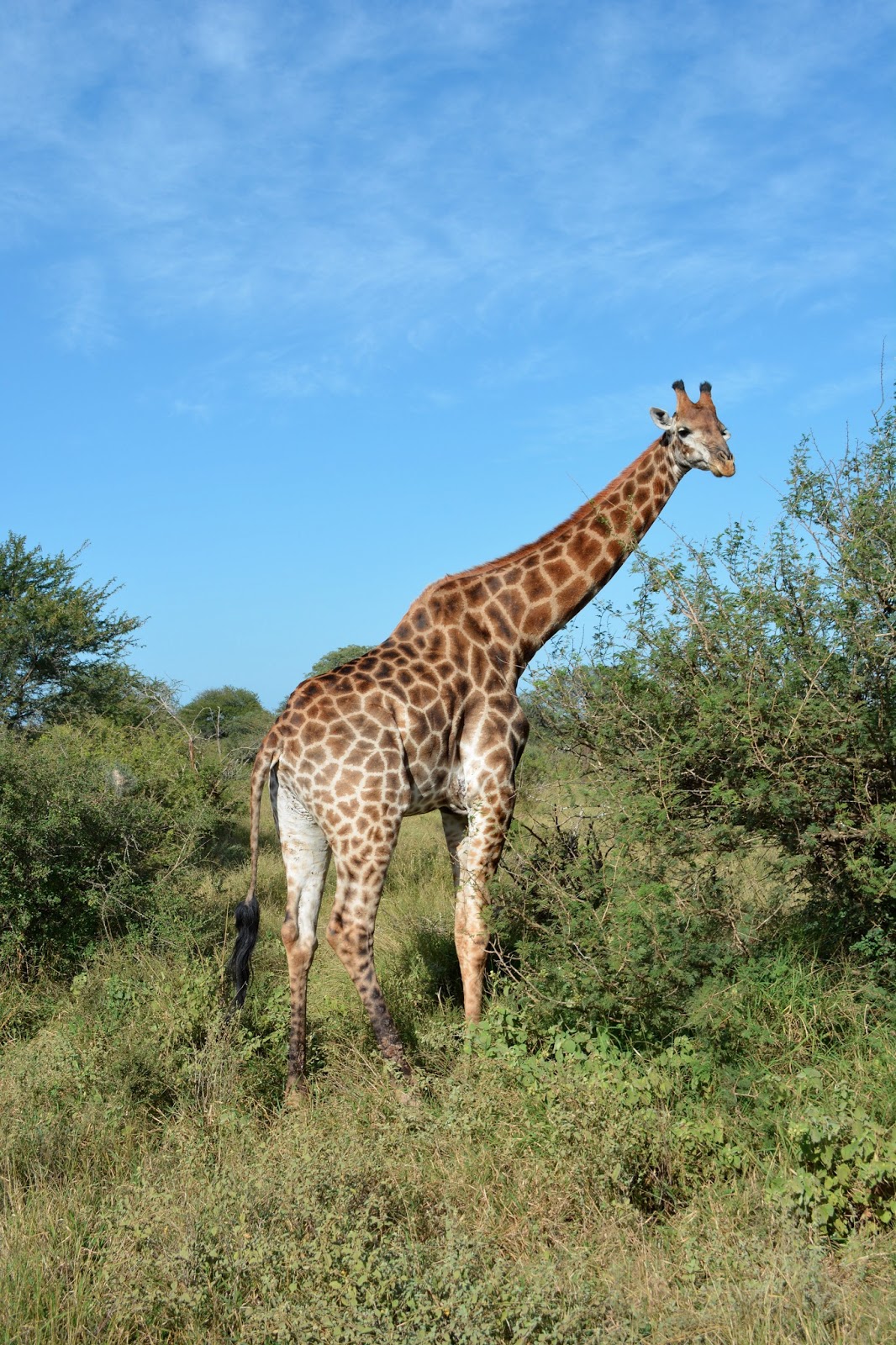 Do I Really Need That Rabies Shot...? : Kruger National Park--> Ha ...