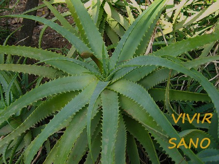 La Maravillosa Sábila (Aloe Vera), y sus beneficios en nuestro cuerpo.