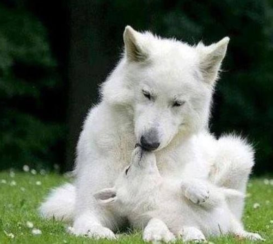White Wolf : Stunning Images Showcase the Cuteness of Fluffy Arctic ...