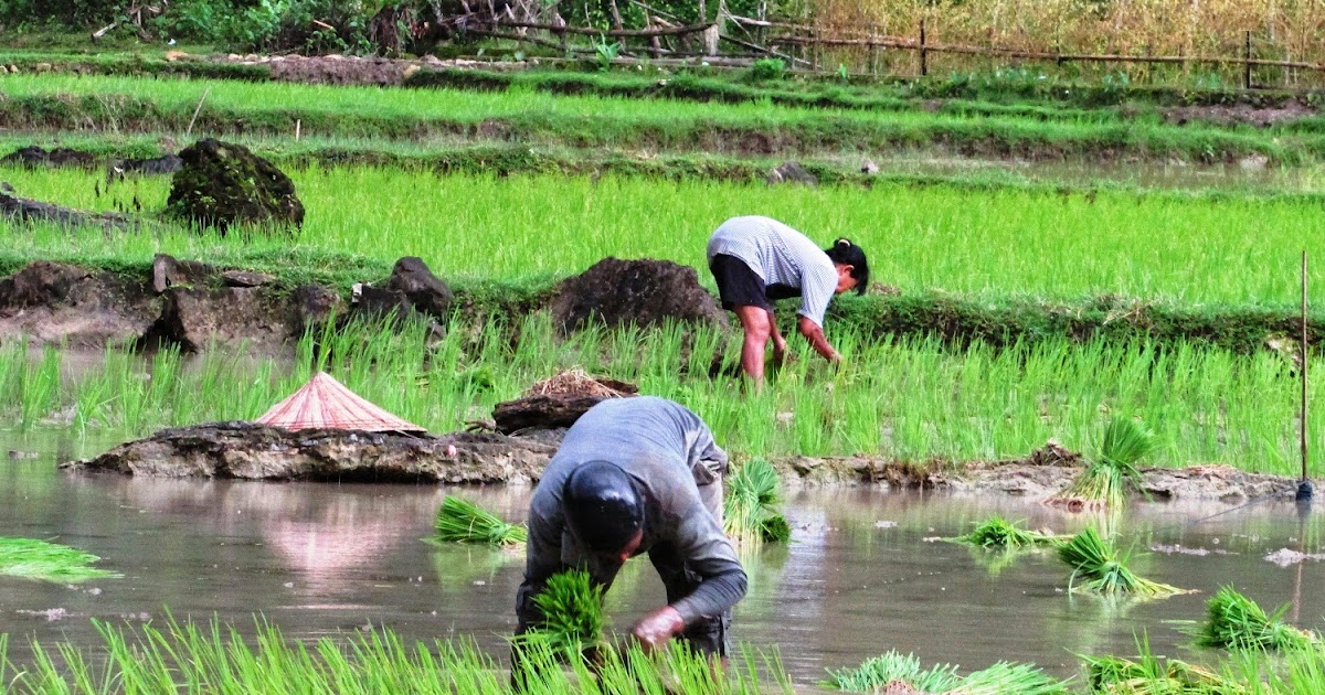 Gambar Pak Tani Kartun - Gambar Viral dan Trend HD