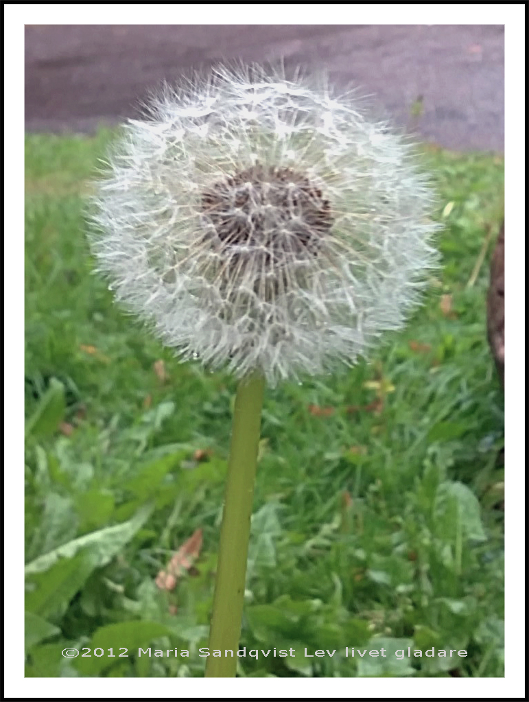 Lev livet gladare: Se det stora i det lilla - maskrosen