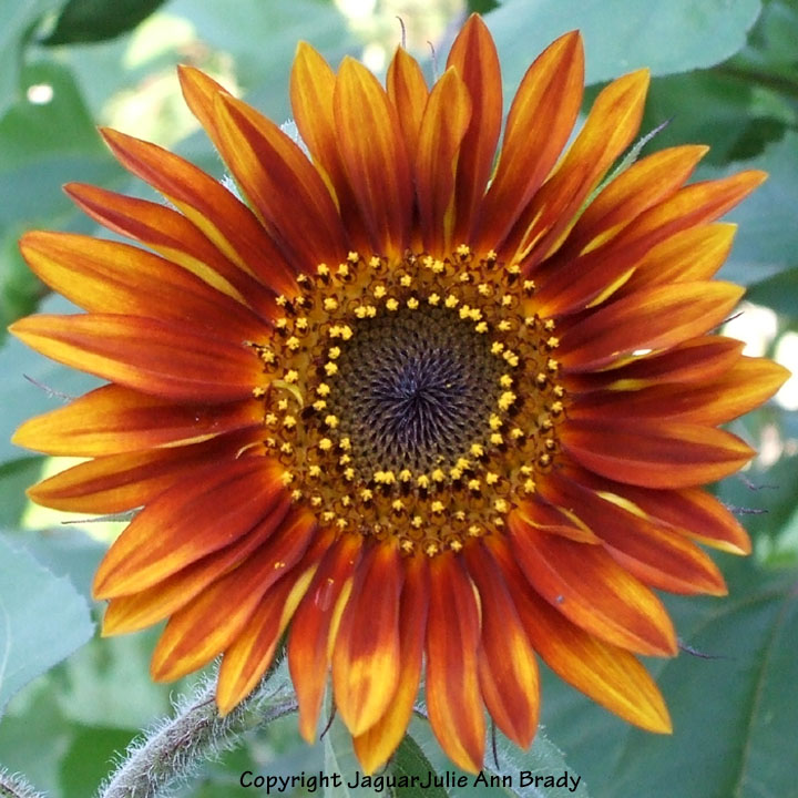 Julie Ann Brady : Blog On: Autumn Beauty Sunflower Pictures