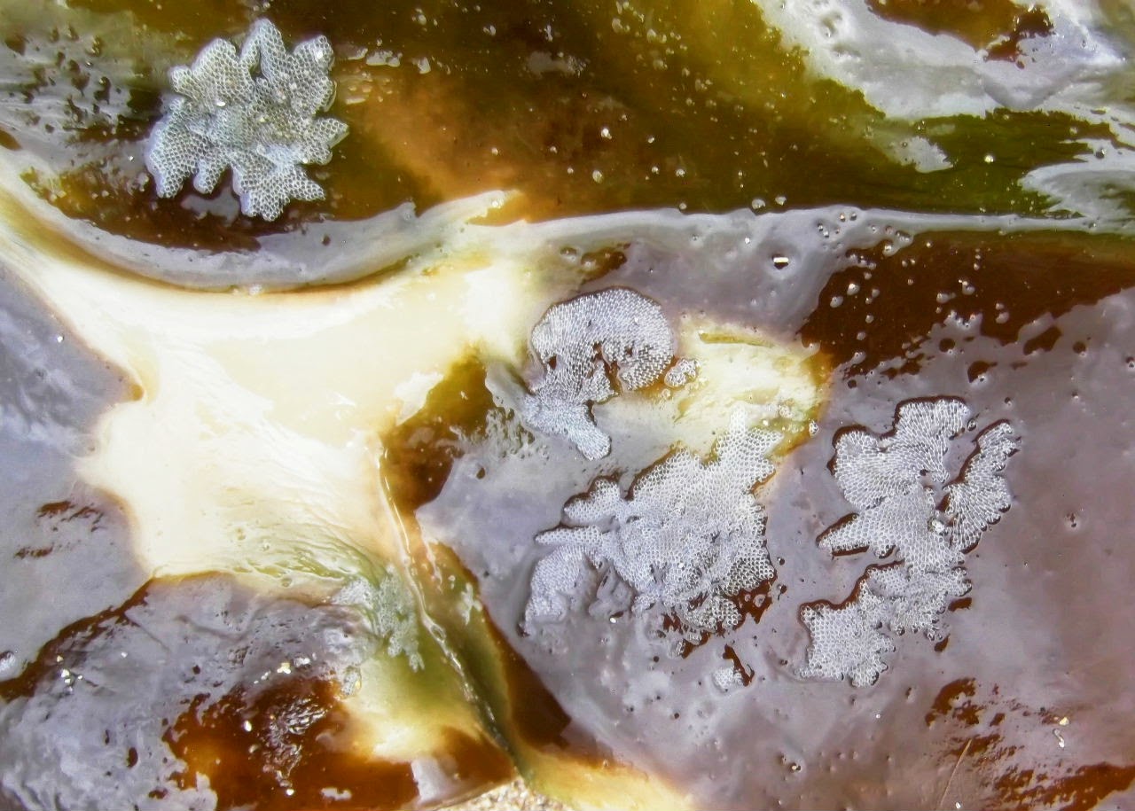 Largo Baywatch: More Sea Mats