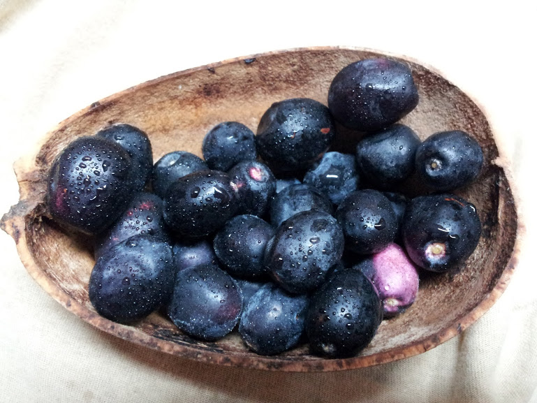 Religión Ancestral Taína~Jaití~: Jicaco (Hicaco) una de nuestras frutas ...