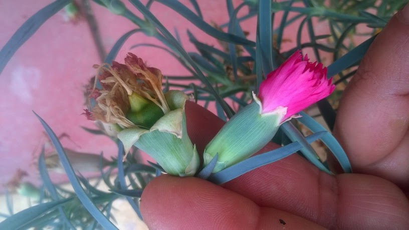 How To Grow Carnation Plant