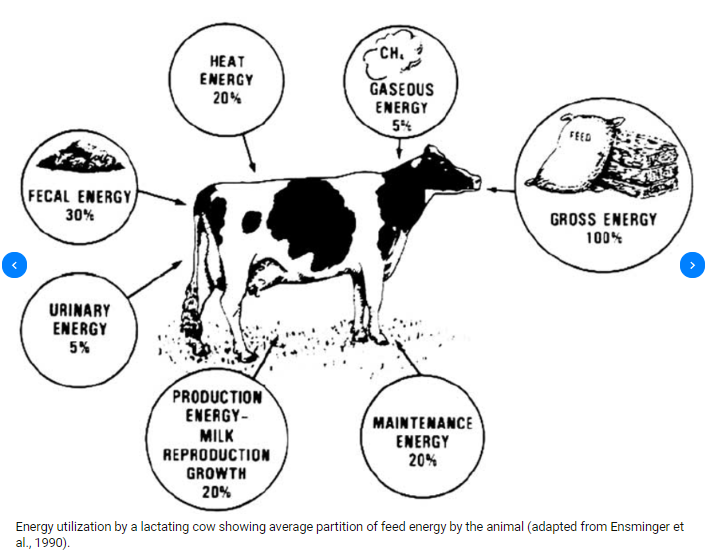 Sustainability of ruminant agriculture in the new context: feeding ...